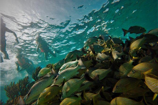 Puerto Morelos Reef Snorkel, 2 stops , local tacos, small groups! - FAQ