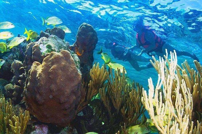 Puerto Morelos Reef Snorkeling Tour with Lunch & Hotel Pickup - FAQs