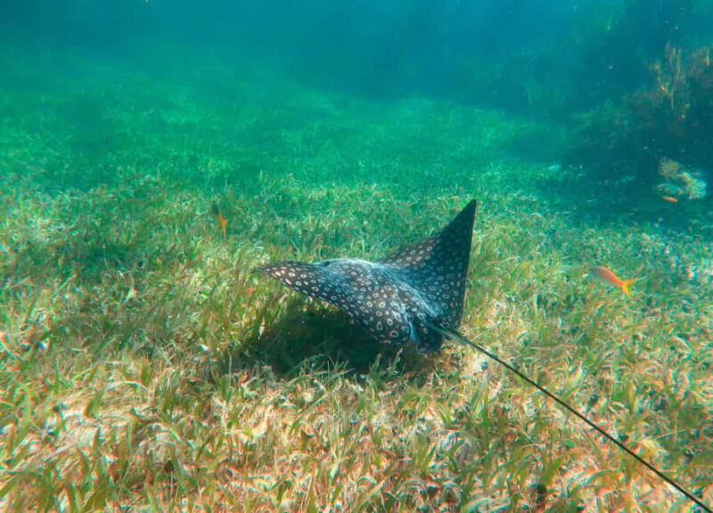 Puerto Morelos: Reef Snorkeling Trip with Beachside Lunch - Who Should Consider This Tour?