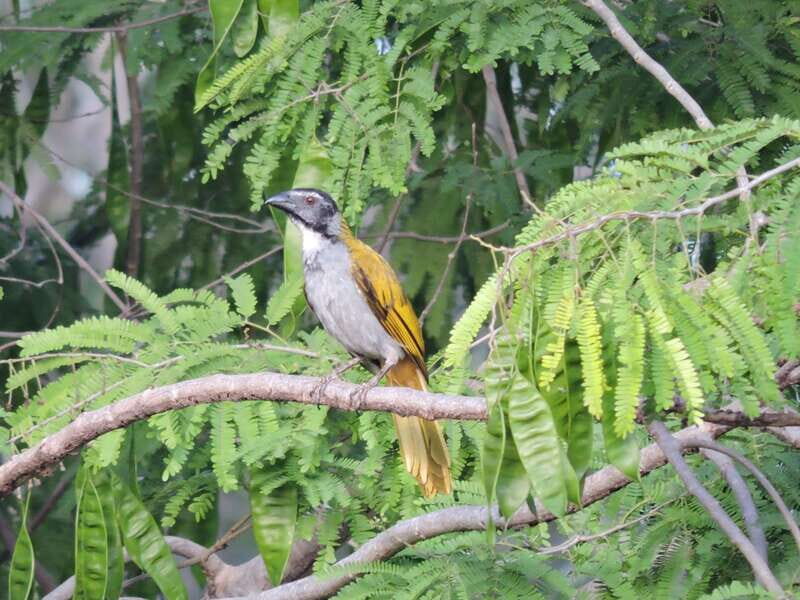 Puerto Morelos: Ruta de los Cenotes Birdwatching Tour - Puerto Morelos: Ruta de los Cenotes Birdwatching Tour — A Deep Dive