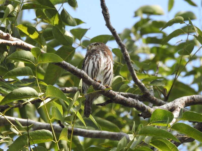 Puerto Morelos: Ruta de los Cenotes Birdwatching Tour - Key Points