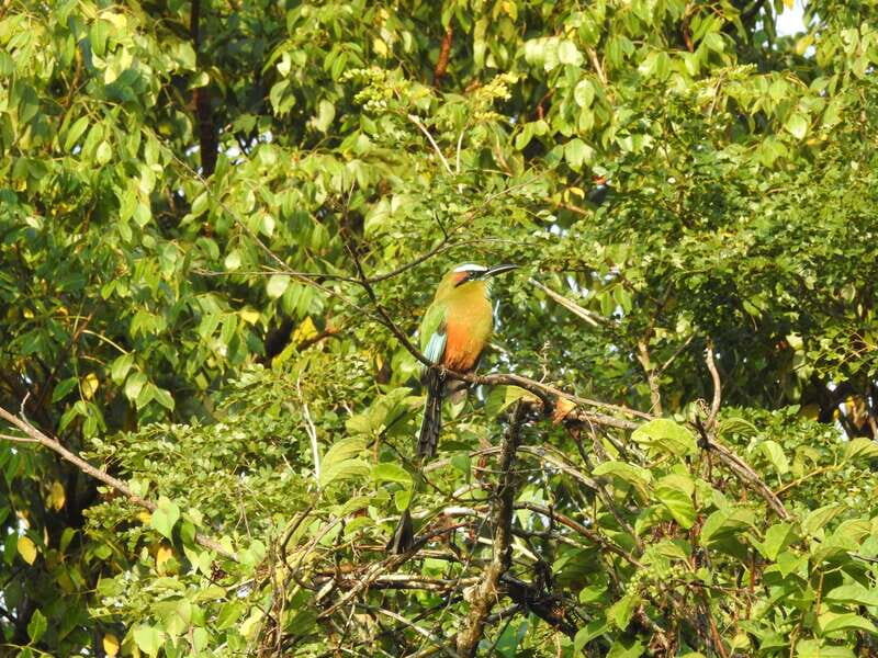 Puerto Morelos: Ruta de los Cenotes Birdwatching Tour - Practical Details and Considerations