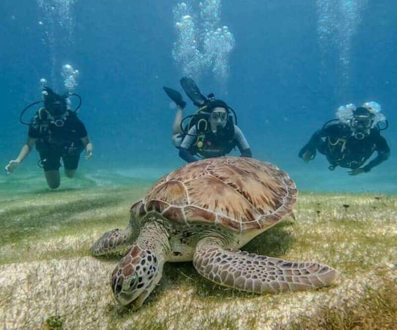 Puerto Morelos: Scuba Diving for Beginners - 2 Dives - An In-Depth Look at the Experience