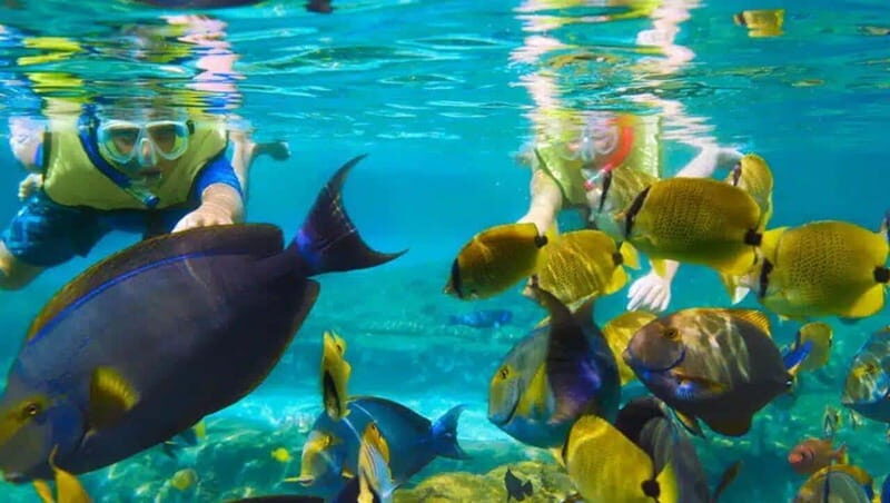 Puerto Morelos: Snorkeling at The National Reef Park - Key Points