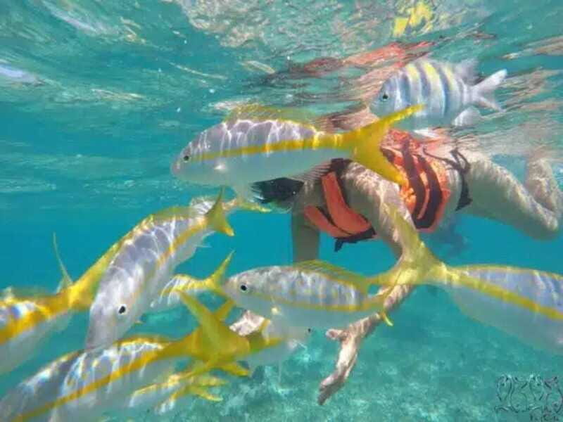 Puerto Morelos: Snorkeling at The National Reef Park - Final Thoughts