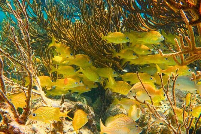 Puerto Morelos Snorkeling: Discover Vibrant Underwater Life - In The Sum Up: Who Should Book This Tour?