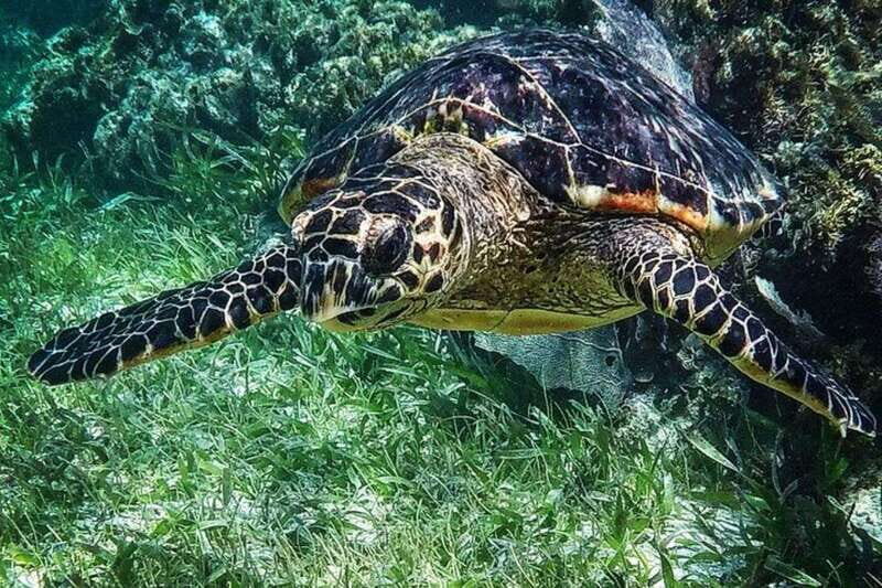 Puerto Morelos: Snorkeling Guided Activity - Key Points