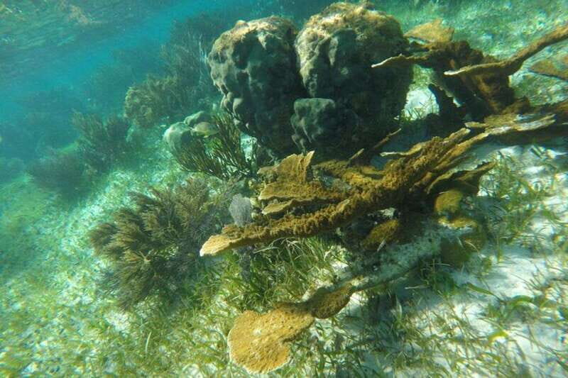 Puerto Morelos: Snorkeling Guided Activity - The Sum Up