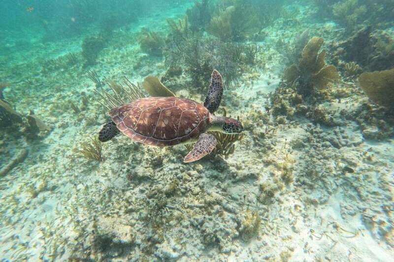 Puerto Morelos: Snorkeling Guided Activity - FAQs