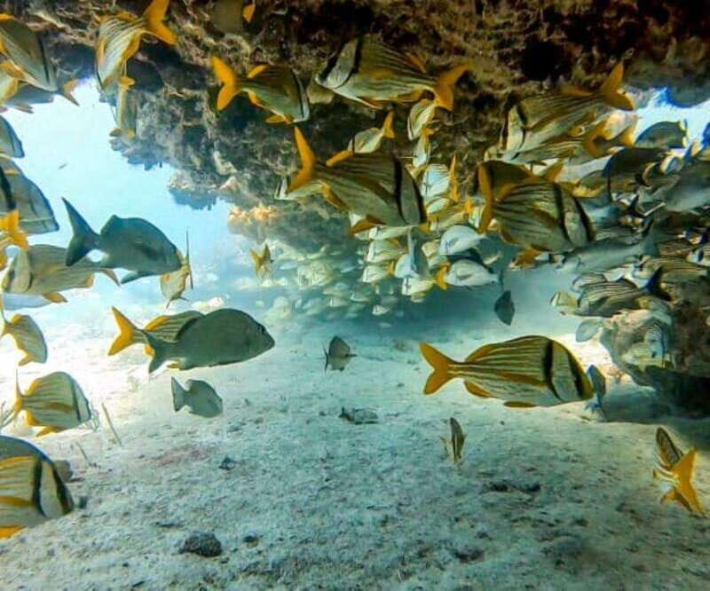 Puerto Morelos: Two Reef Dives for Certified Divers - The Itinerary: What You Can Expect