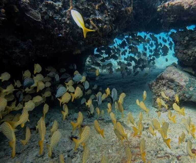 Puerto Morelos: Two Reef Dives for Certified Divers - Final Thoughts: Why Choose This Tour?