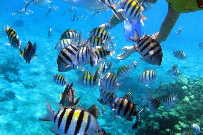 Puerto Morelos Two Reefs Snorkeling Tour - Frequently Asked Questions