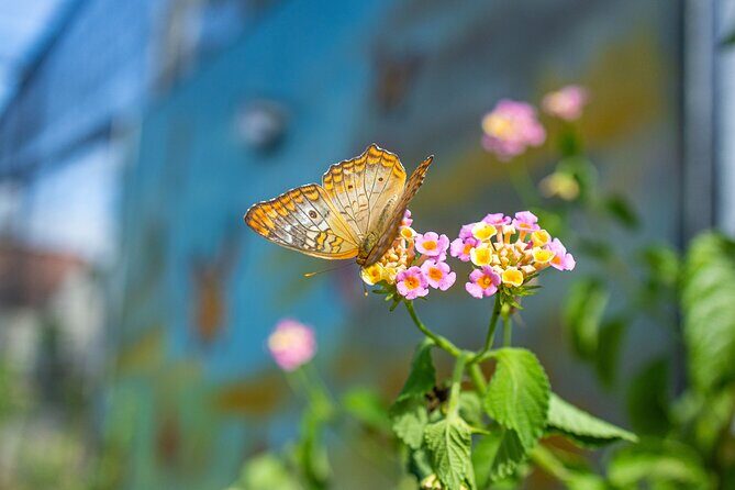 Puerto plata city tour and beach - The Sum Up: Why This Tour Is a Great Choice