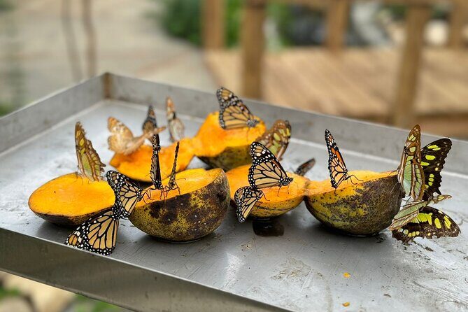 Puerto Plata City Tour with Butterfly Garden - Key Points