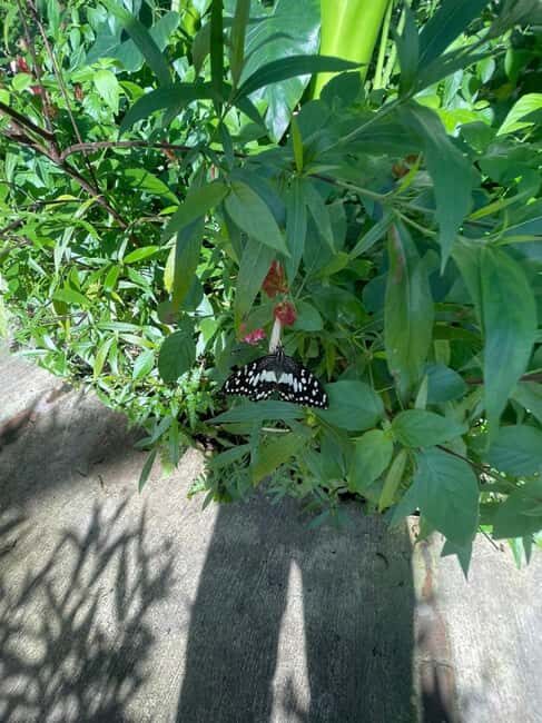 Puerto Plata: City Tour with Butterfly Garden - Considerations and Who It’s Best For