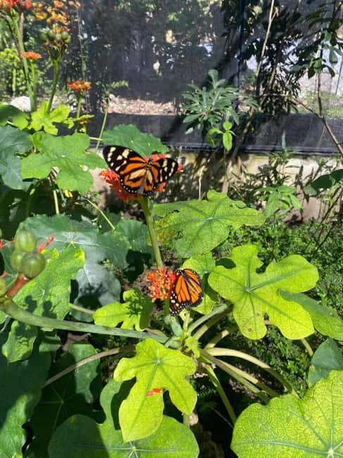 Puerto Plata: City Tour with Butterfly Garden - Final Thoughts