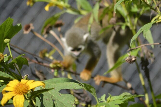 Puerto Plata Monkey Home Tour by Minivan - FAQ