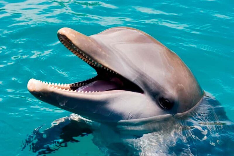 Puerto Plata: Ocean World Adventure Park Day Pass - Who Will Appreciate This Tour?