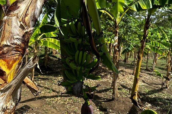 Puerto Plata Sightseeing and Countryside | Amber Cove & Taino Bay - What’s Included and What’s Not