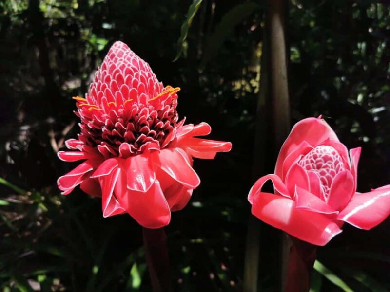 Puerto Plata: Taino Valley and Dominican Flavor Experience - An Authentic Taste of Dominican Nature and Culture