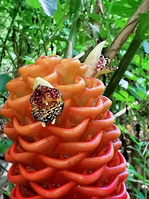 Puerto Plata: Taino Valley and Dominican Flavor Experience - The Sum Up