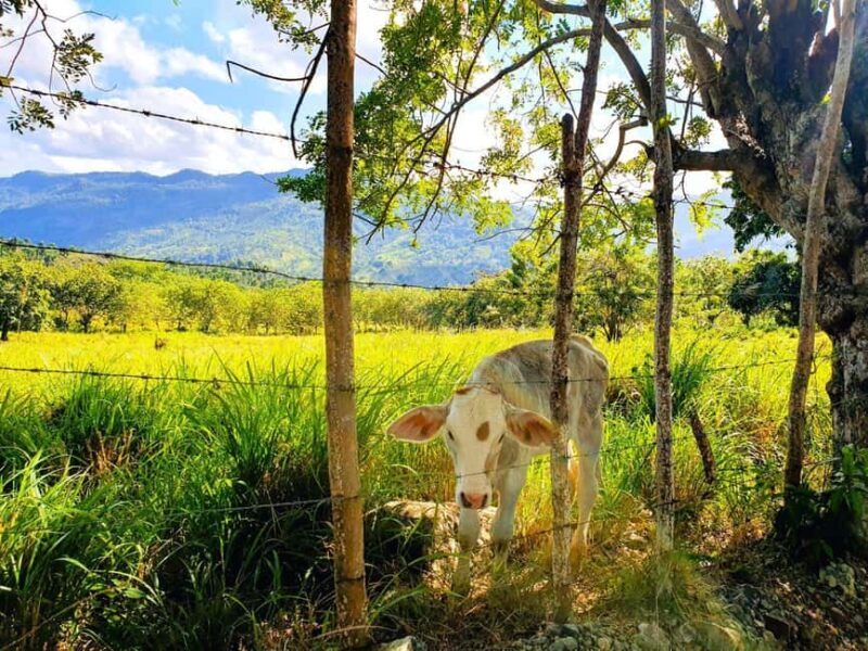 Puerto Plata Trekking - Experience of Nature and Folklore - An Authentic Peek into Dominican Rural Life