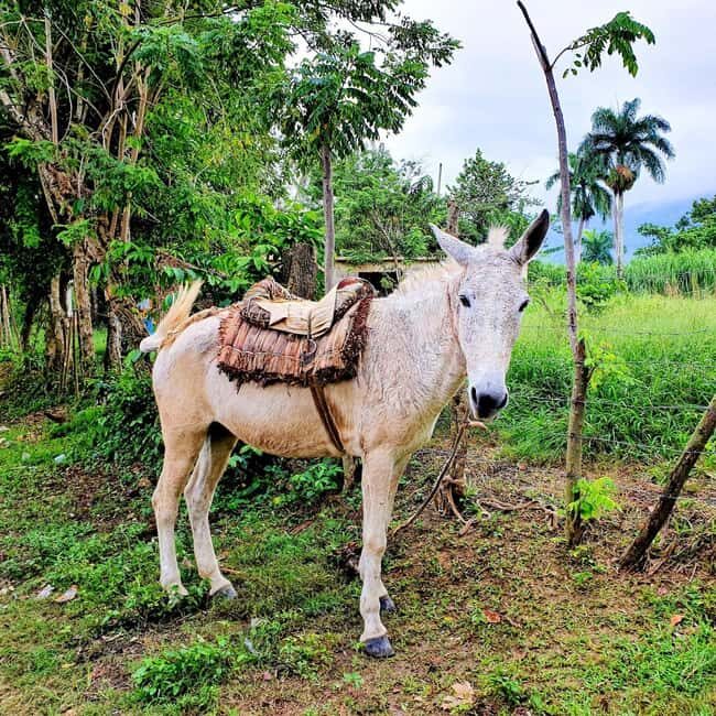 Puerto Plata Trekking - Experience of Nature and Folklore - A Deep Dive into the Experience