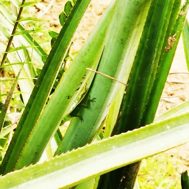 Puerto Plata Trekking - Experience of Nature and Folklore - Authenticity and Value