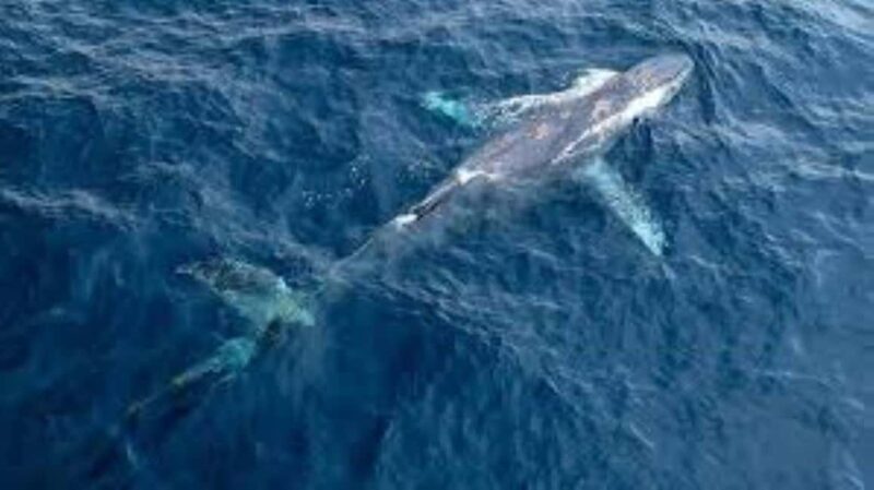 Puerto Plata: Whale Watching & Bacardi Island Day Trip - An Authentic, Action-Packed Day