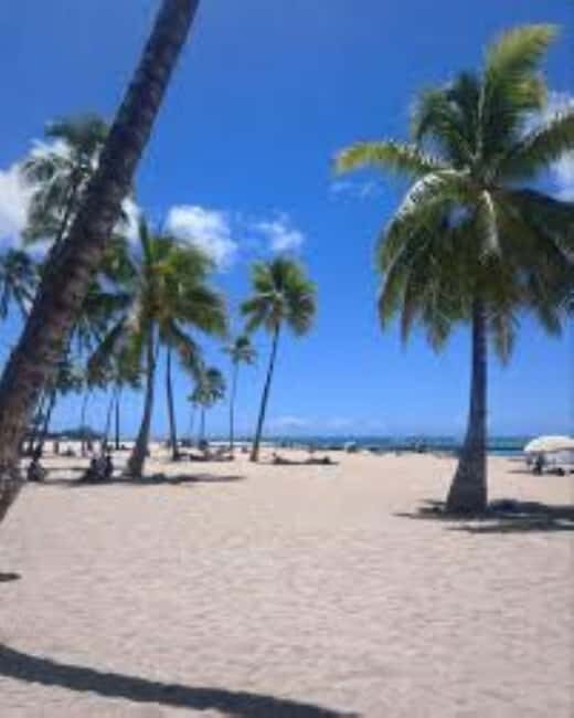 Puerto Plata: Whale Watching & Bacardi Island Day Trip - Practical Details and Considerations