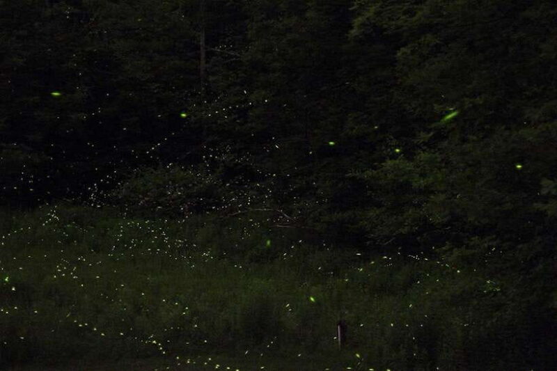 Puerto Princesa: Firefly Watching Bay Cruise with Dinner - The Experience Each Step of the Way