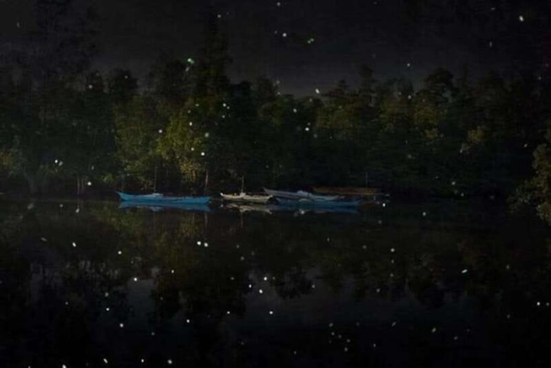 Puerto Princesa Firefly Watching (shared tour) - An Overview of the Experience