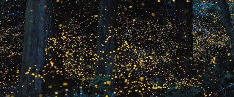Puerto Princesa Firefly Watching (shared tour) - What to Expect From Your Guides