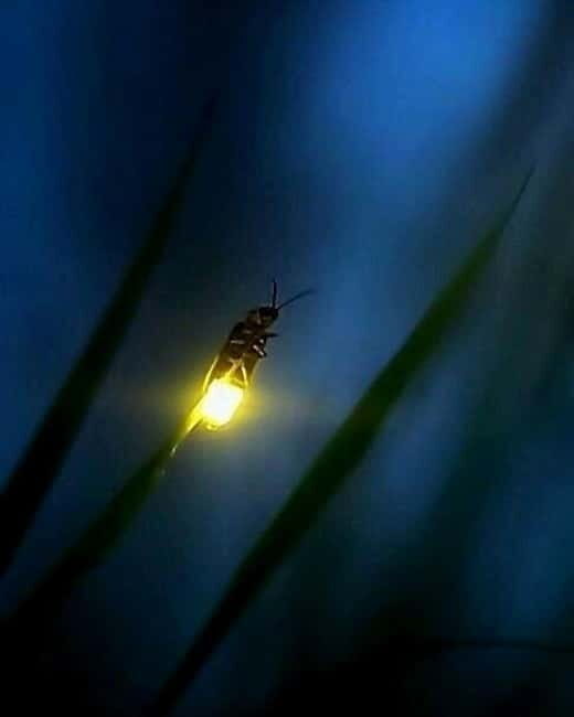 Puerto Princesa: Firefly Watching Tour with Dinner - The Experience’s Strengths and Limitations