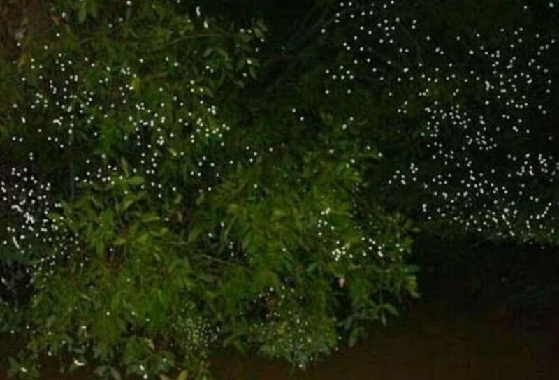 Puerto Princesa: Firefly Watching Tour with Dinner - FAQ