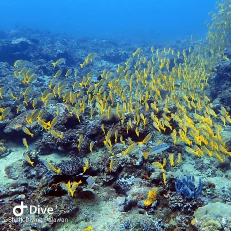 Puerto Princesa: Guided Diving Tour with Snacks - Key Points