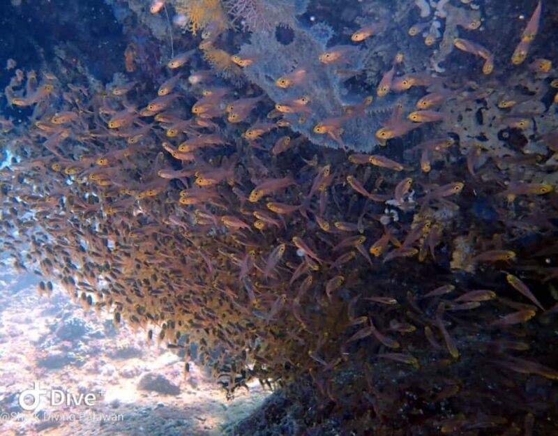 Puerto Princesa: Guided Diving Tour with Snacks - Whats Included and Why It Matters