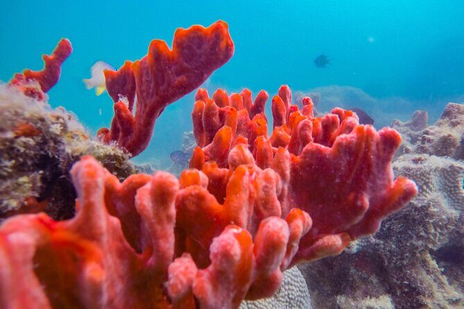Puerto Princesa Honda Bay Island Hopping Shore Excursion - Introduction: Why Consider the Honda Bay Island Hopping Tour?