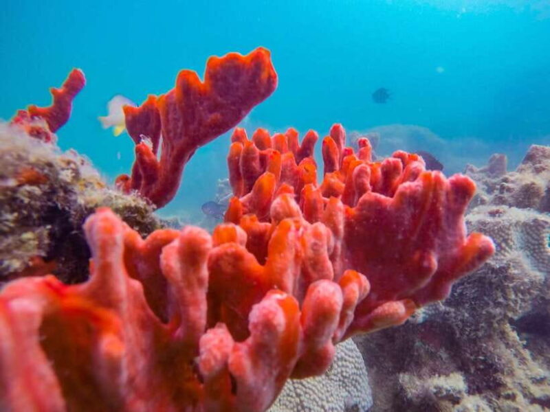 Puerto Princesa: Private Honda Bay Island Hopping Tour - FAQs