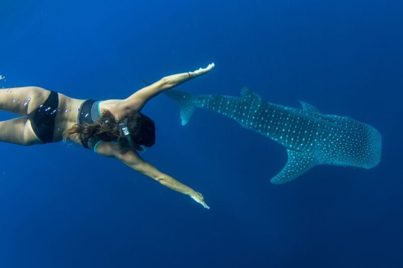 Puerto Princesa: Swim with Whale Sharks Boat Cruise - Key Points