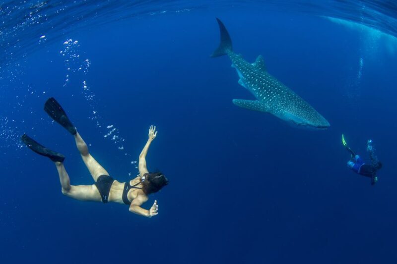 Puerto Princesa: Swim with Whale Sharks Boat Cruise - Who Should Consider This Tour?