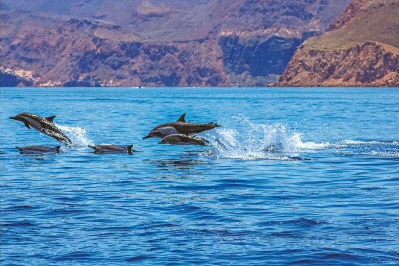 Puerto Rico de Gran Canaria: Premium Dolphin Catamaran Tour - A Deep Dive into the Experience