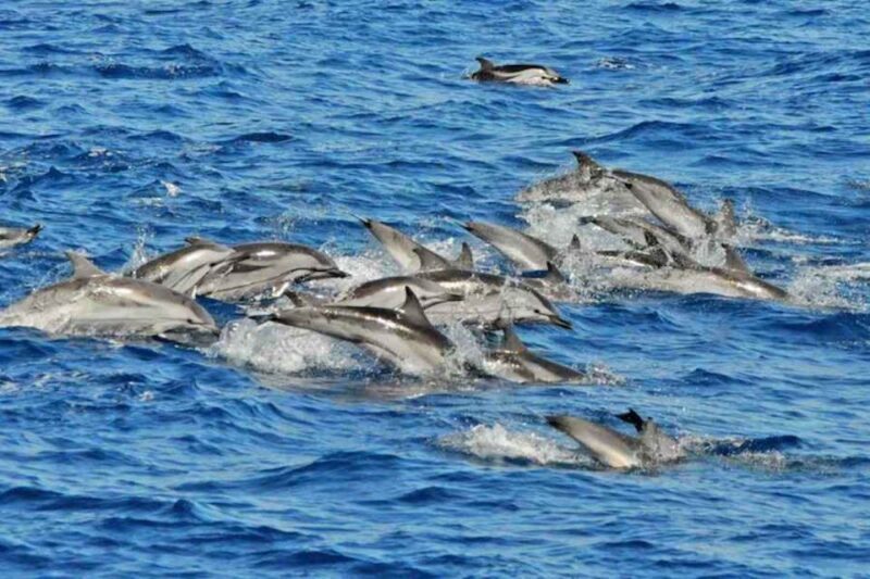 Puerto Rico de Gran Canaria: Premium Dolphin Catamaran Tour - Final Thoughts