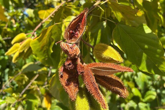 Puerto Rico: El Yunque Sightseeing Half-Day Tour w/Transfer - Final Thoughts: Who Is This Tour Perfect For?
