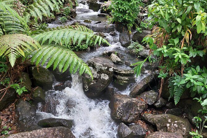 Puerto Rico: El Yunque Sightseeing Half-Day Tour w/Transfer - Frequently Asked Questions