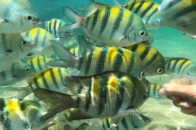 Puerto Rico Guided Tour from Old San Juan to Loïza - Final Thoughts: Who Will Love This Tour?