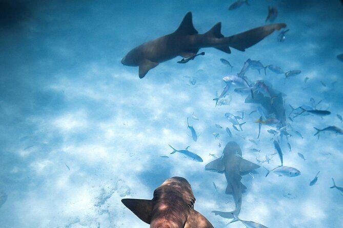 Puerto Rico Private Half Day Shark Diving - Exploring the Puerto Rico Shark Snorkeling Tour