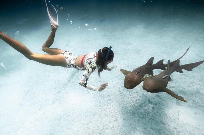 Puerto Rico Private Half Day Shark Diving - Final Thoughts: Who Is This Tour For?