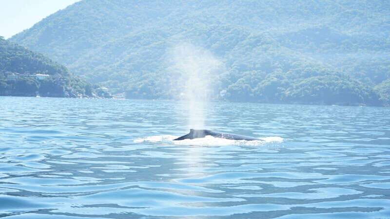 Puerto Vallarta: 3-Hour Whale Watching and Snorkeling - Setting the Scene: What to Expect