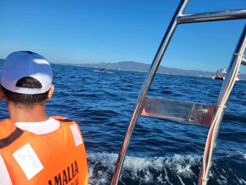 Puerto Vallarta: 3-Hour Whale Watching and Snorkeling - What You Need to Know: Practical Details